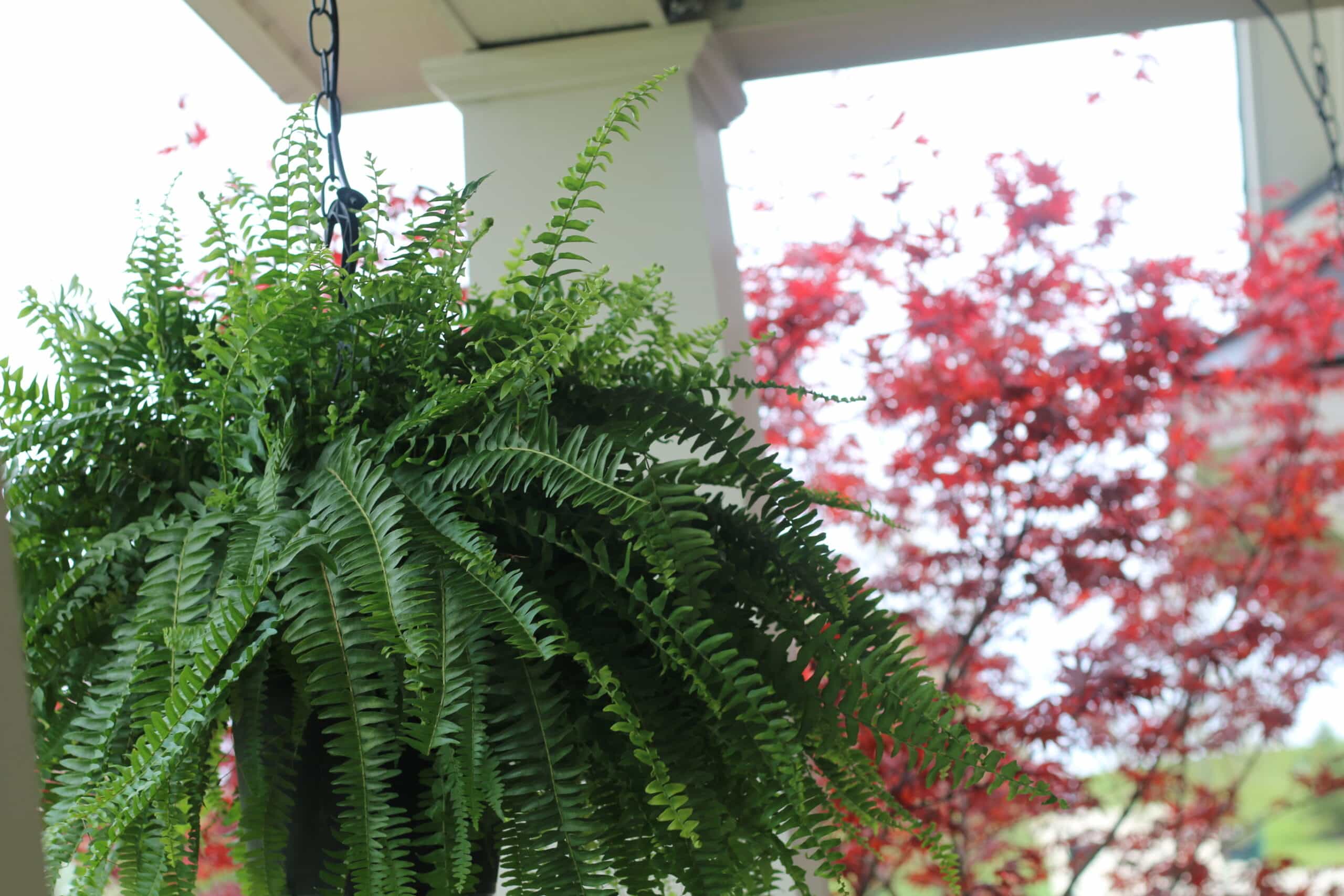Automatic Watering System (aka . . . my hubby is a genius.)