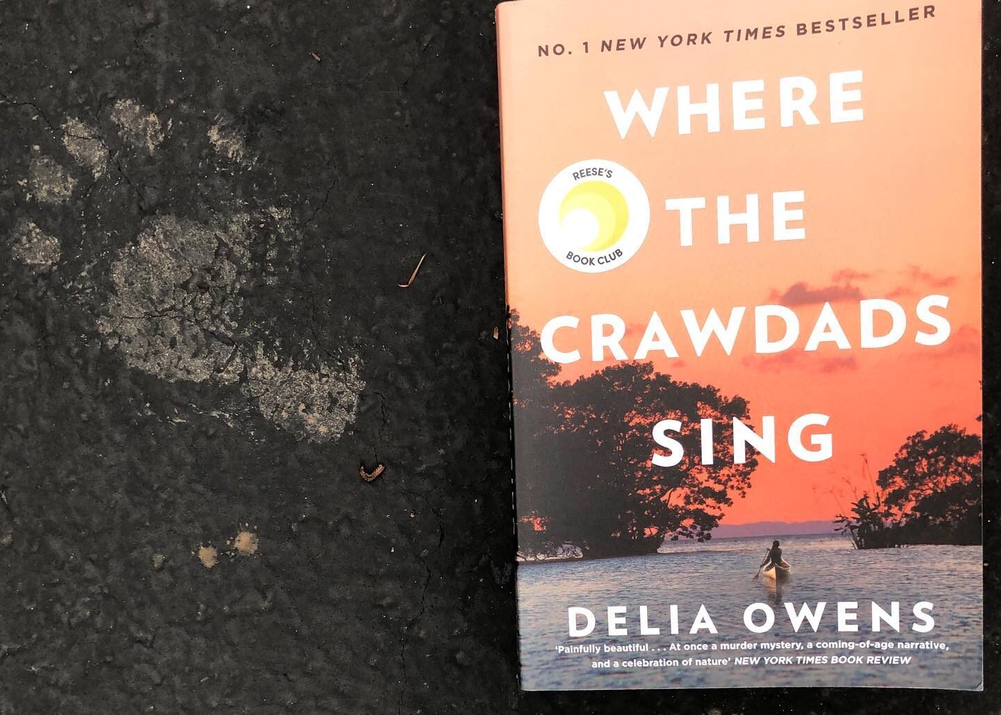 Where the Crawdads Sing Paperback Book Just $4.98 (Reg. $18)