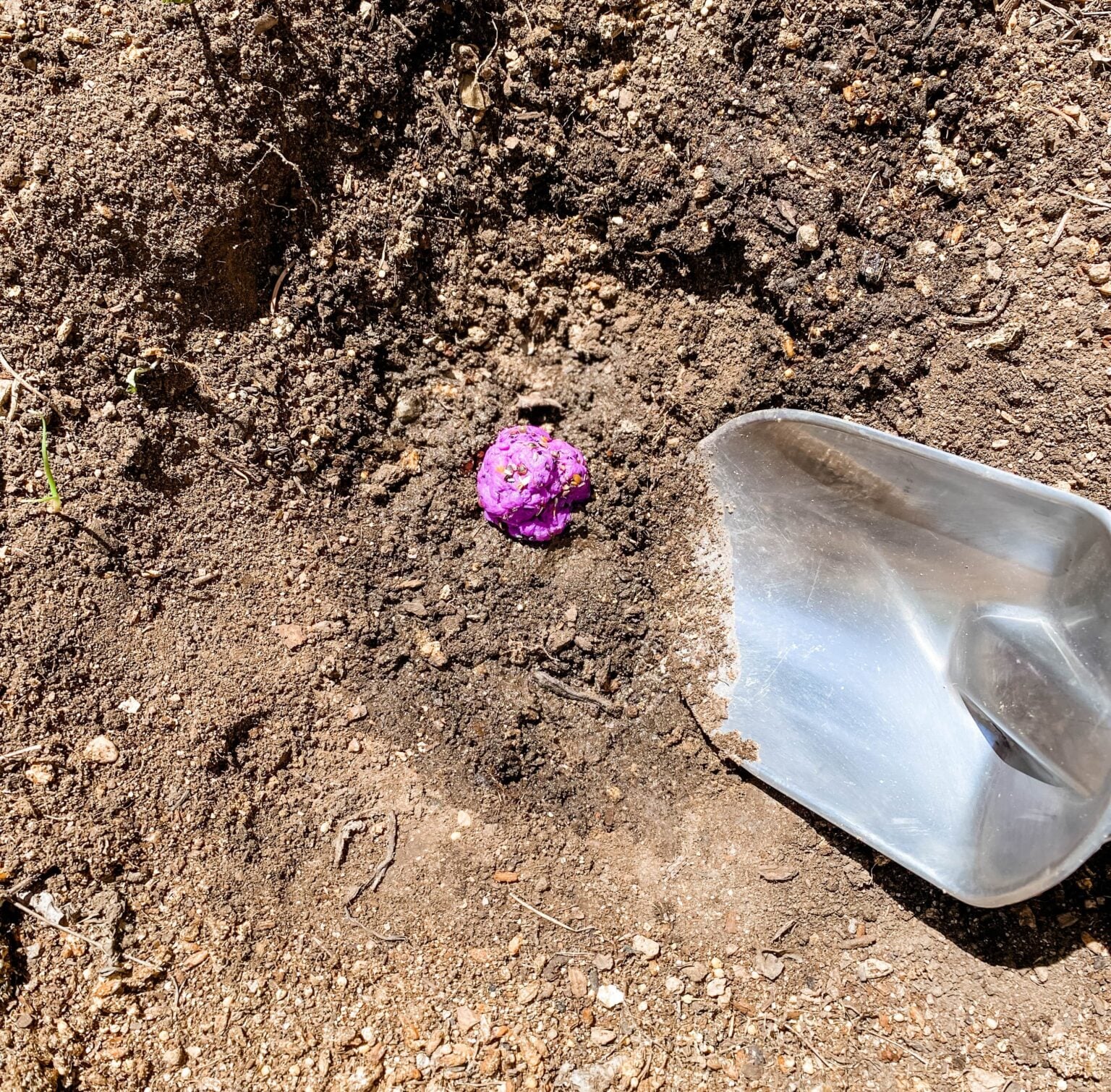Ready to Plant?? Try these DIY Wildflower Bombs!