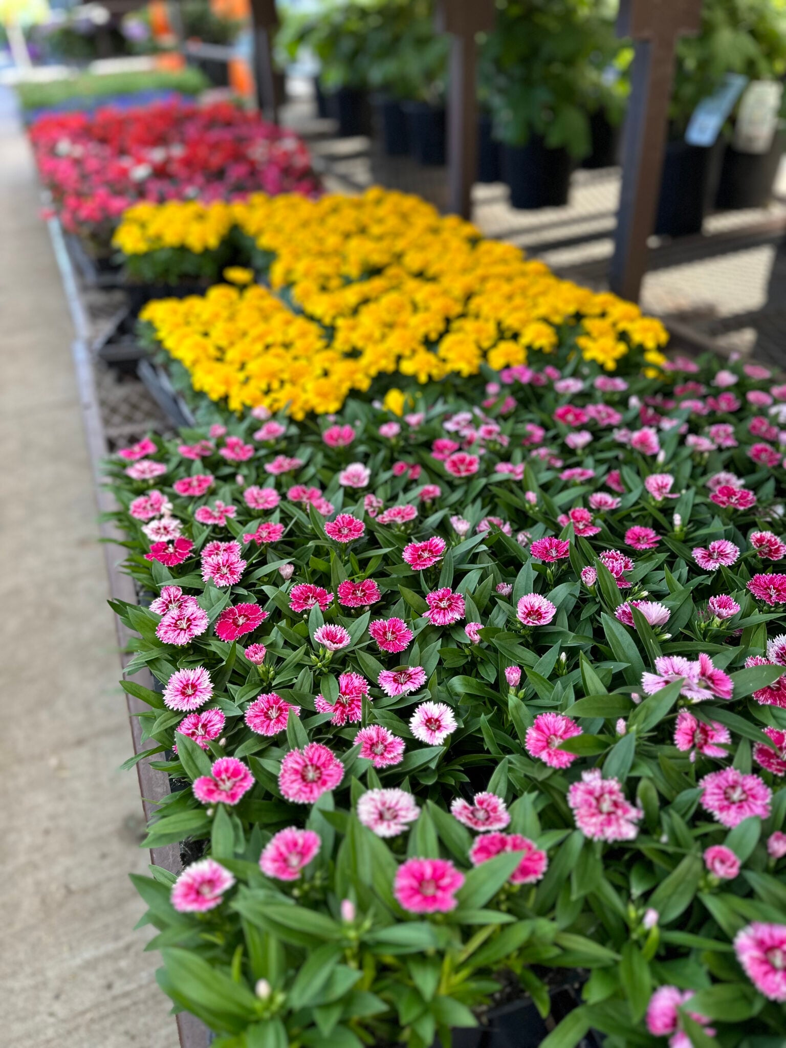 Lowes Spring Sale: Black Friday Deals + Get $10 Coupon Now!