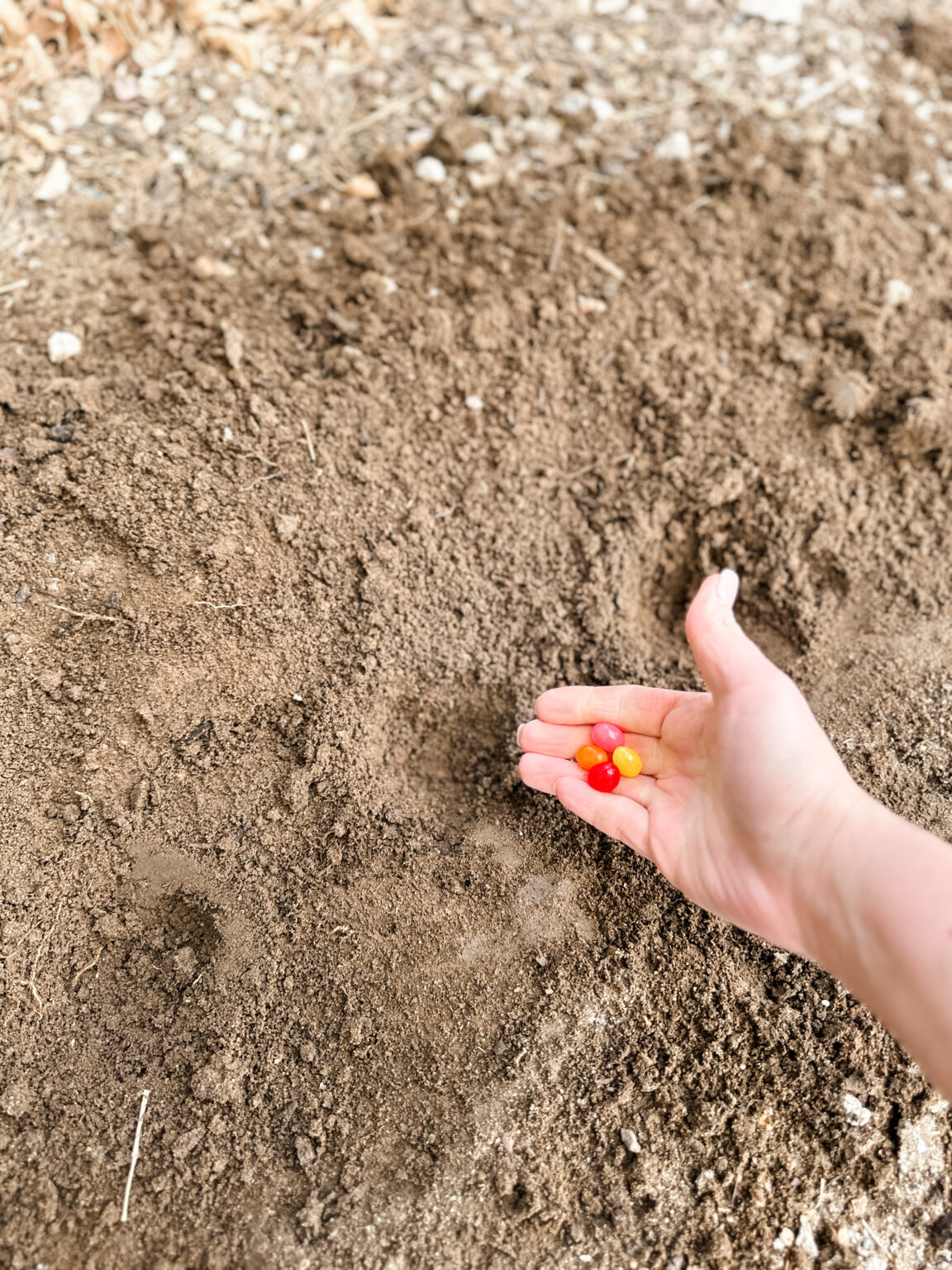 Magic Jelly Bean Garden | Such a FUN Activity for Kids!