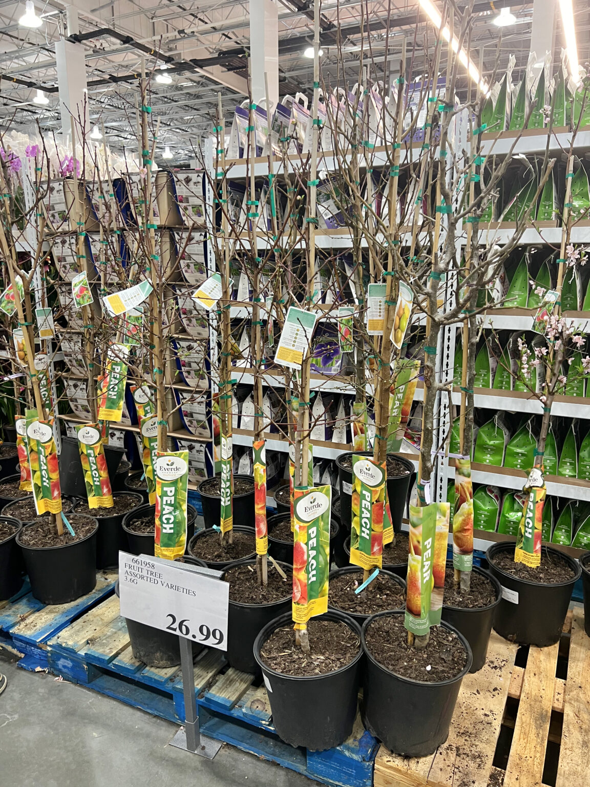 Spring Has Sprung at Costco - Grab Tulip Bulbs, Fruit Trees, & More!