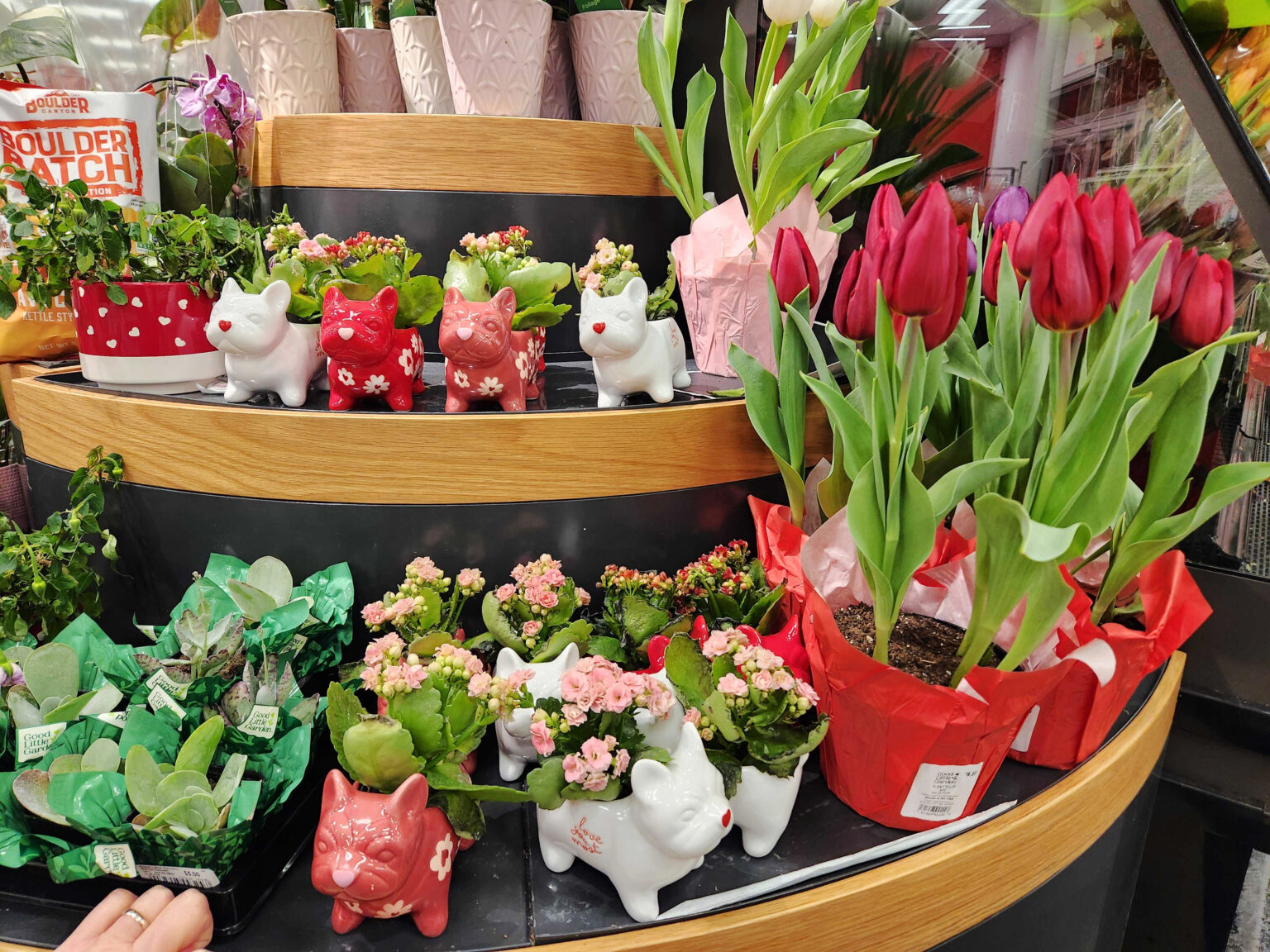 Target’s Live Plants Make the Perfect Valentine's Day Gifts