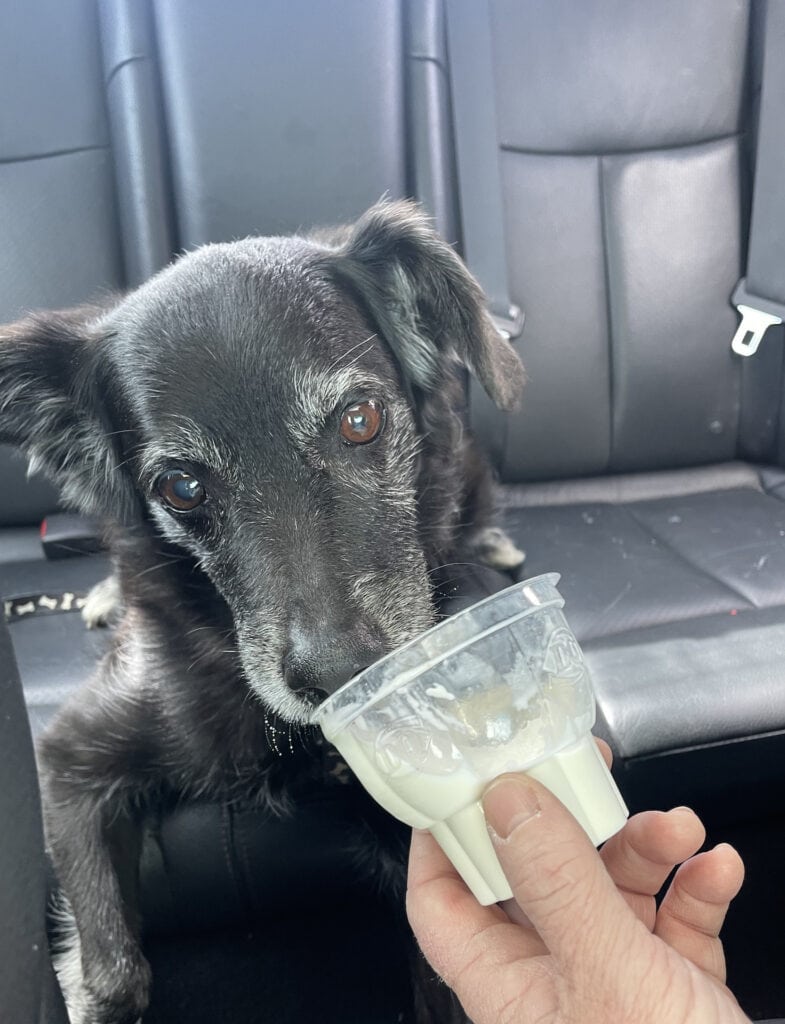 Paws & Perks: Where Your Pet Can Score Free Treats