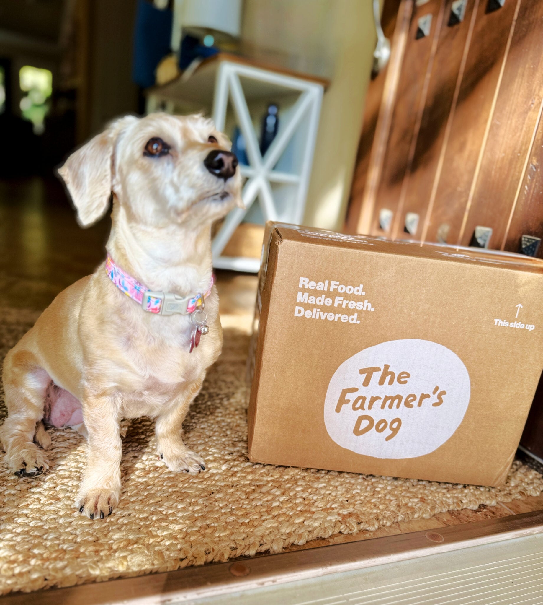 Why I Switched to Fresh Dog Food - The Farmer’s Dog Review